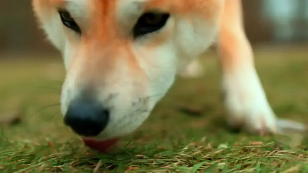 Luma Ray 2 | AI Playground